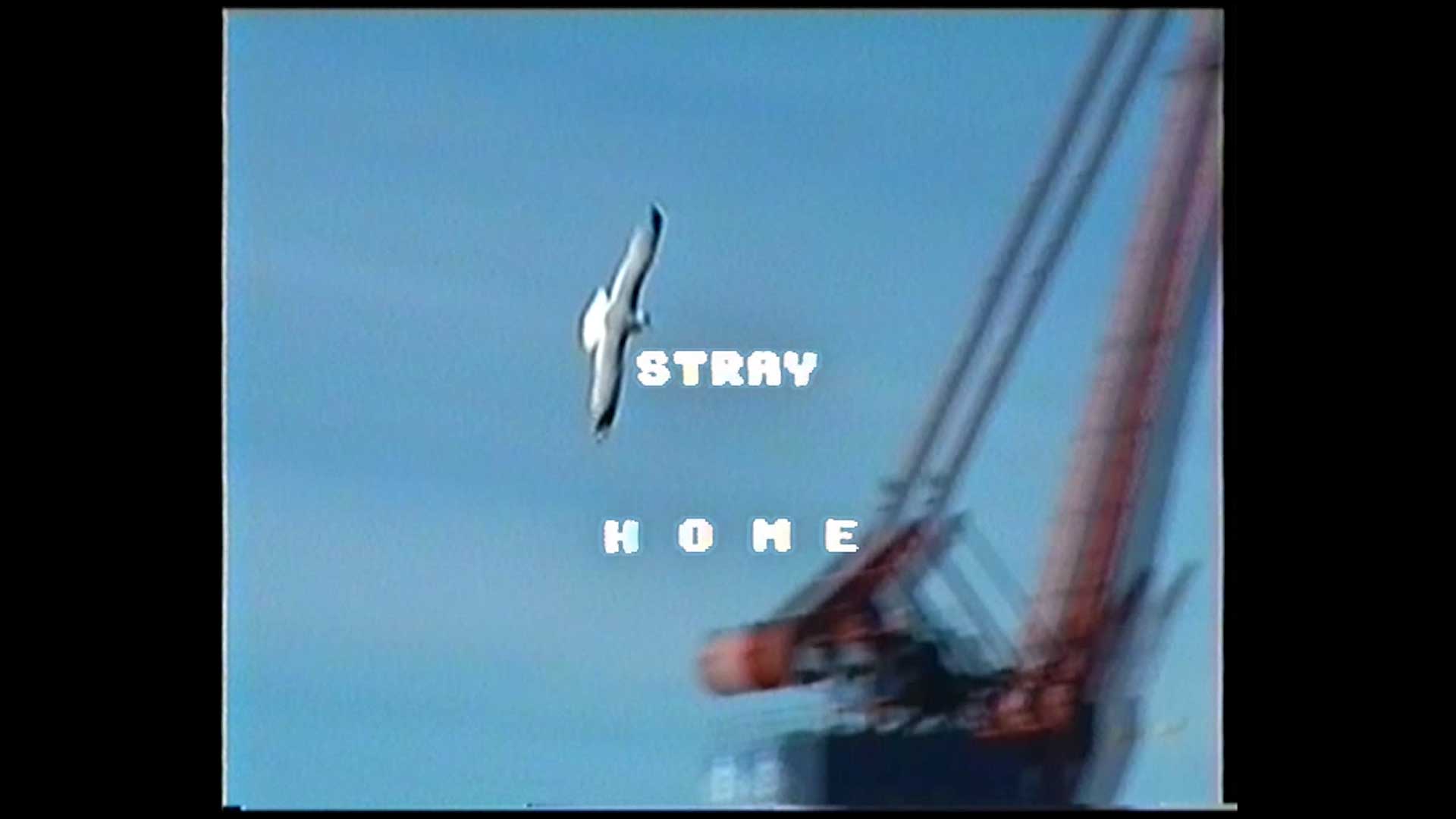 Stray Home - Interface Festival