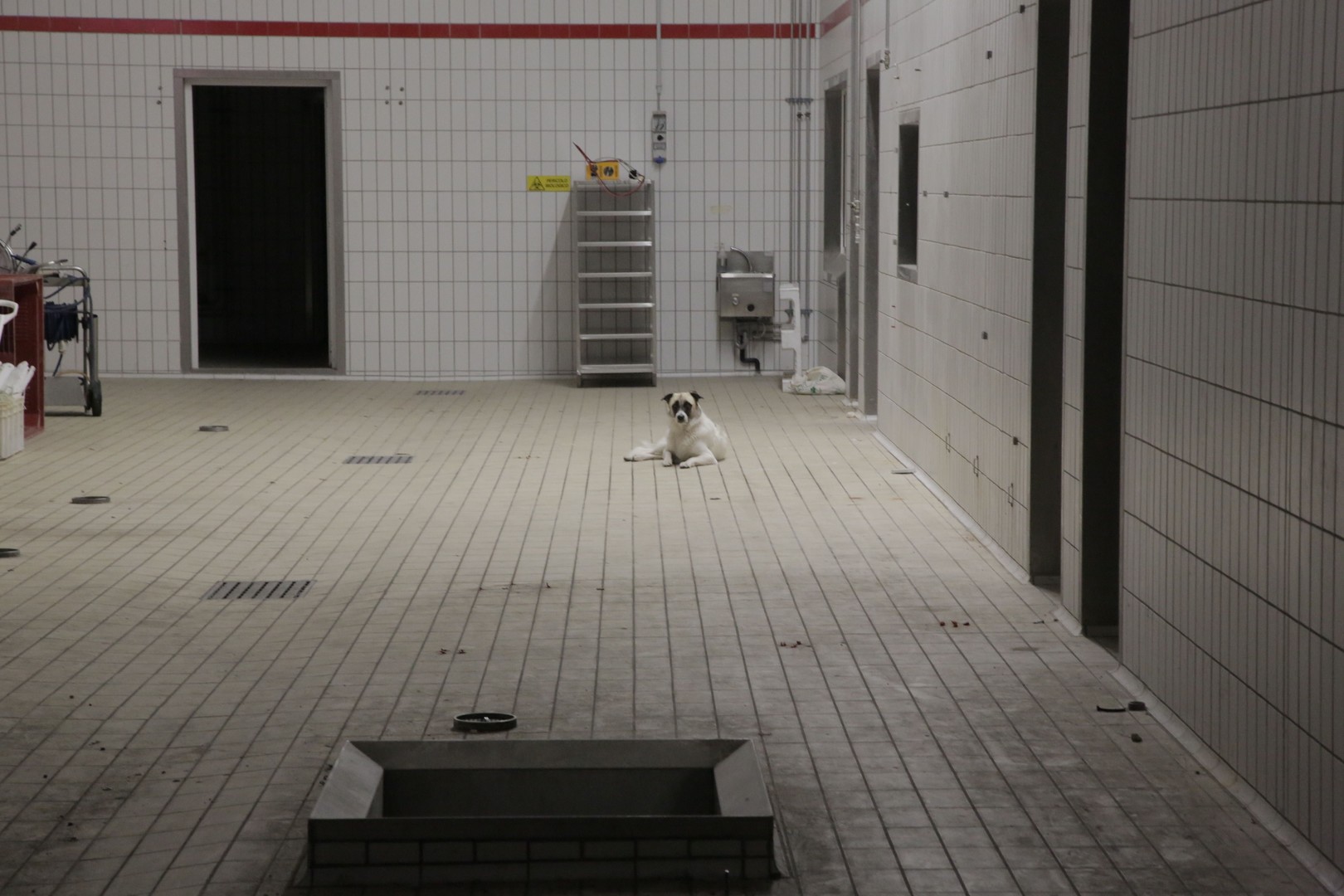 Ingresso Animali Vivi - Interface Festival